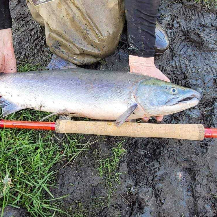 Phoenix Rising Tenkara Rod – Big Water, Big Fish Power | Wasatch ...